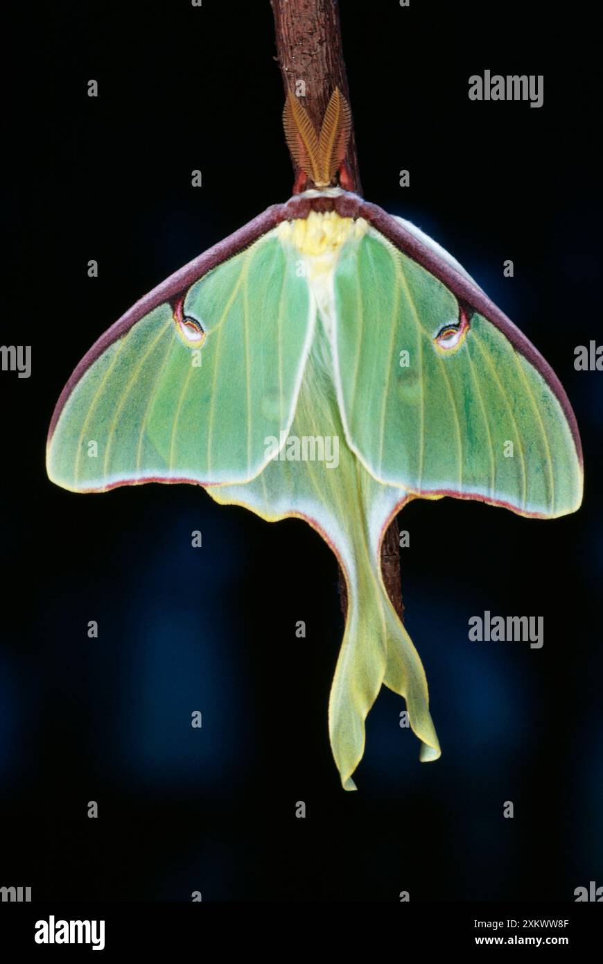 Luna / American Moon MOTH - clearly showing wing Stock Photo - Alamy