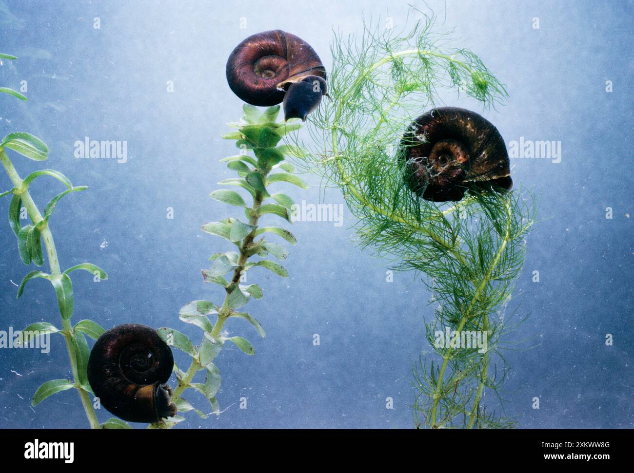 Great for wildlife hi-res stock photography and images - Alamy