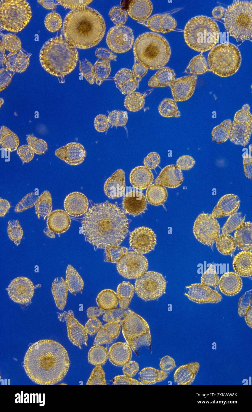 Protozoa - Radiolarians (x20) Actinopoda Stock Photo - Alamy