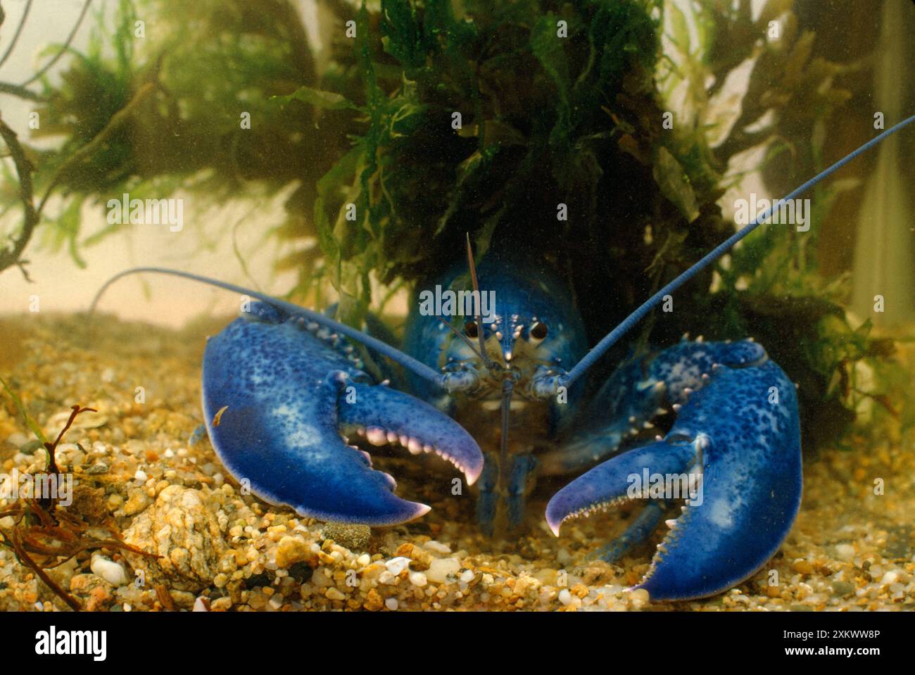 American lobster underwater hi-res stock photography and images - Alamy