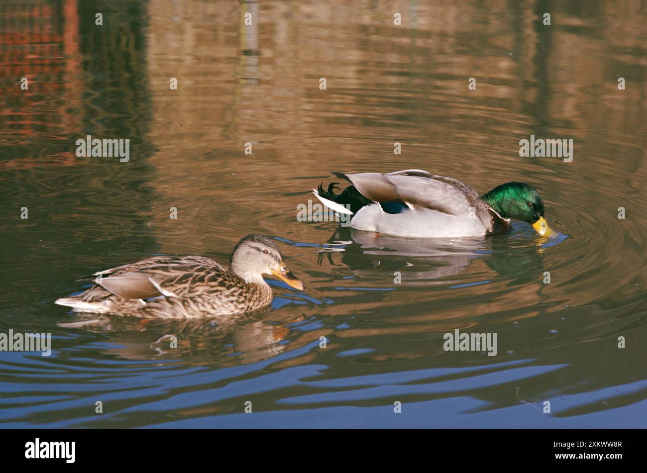 Two mallard ducks foraging in hi-res stock photography and images - Alamy
