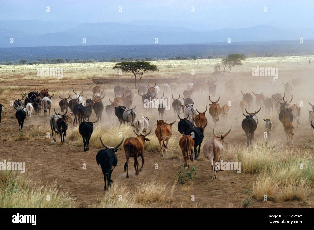 Cattle stampede africa hi-res stock photography and images - Alamy