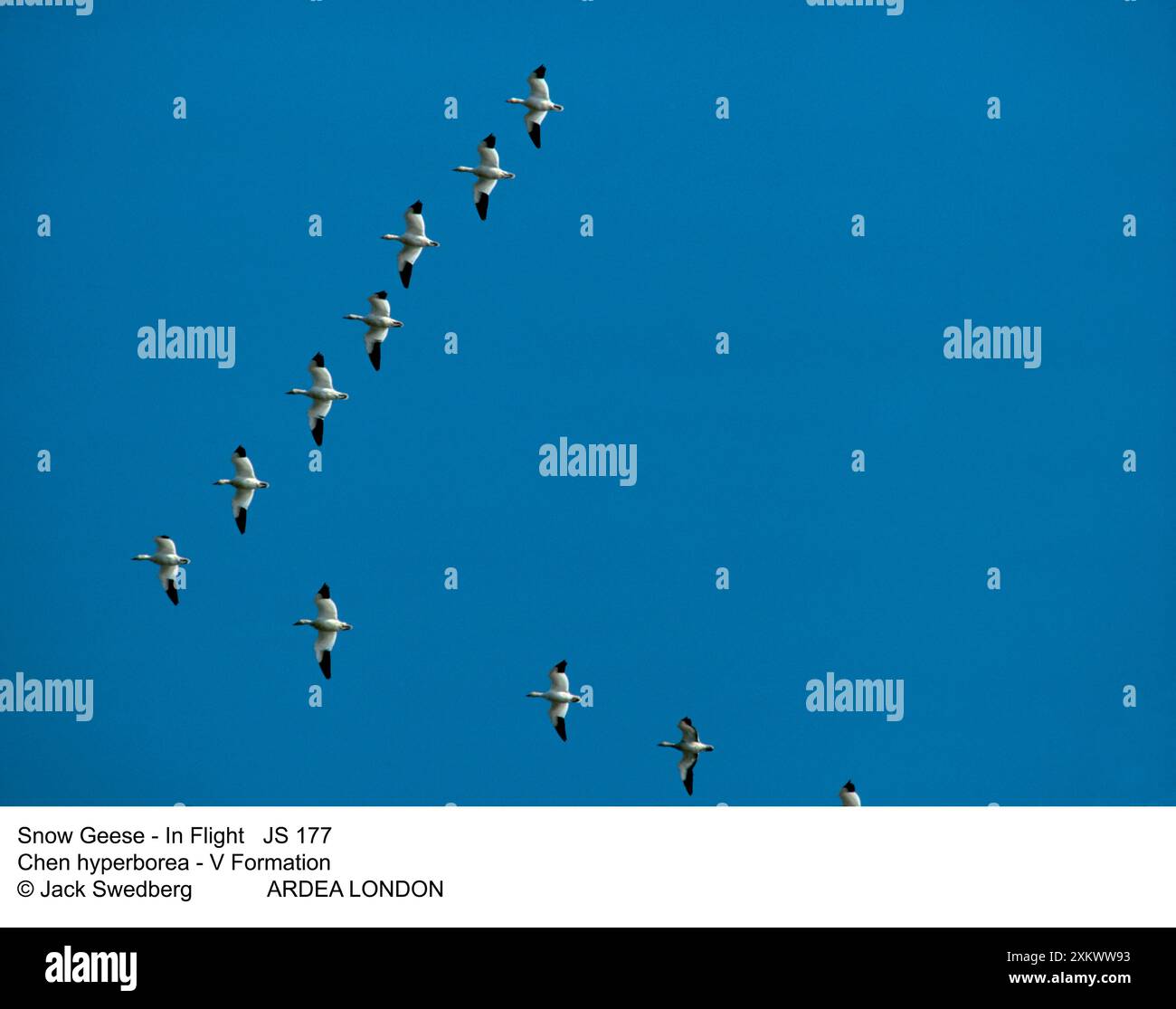 Snow Geese - In Flight , V-Formation Stock Photo - Alamy