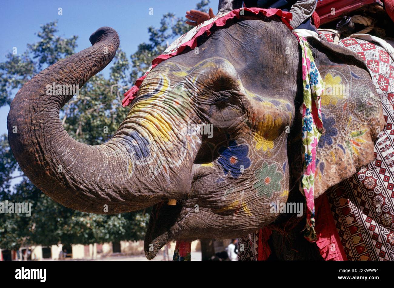 Asian / Indian Elephant - decorated for ceremony Stock Photo - Alamy