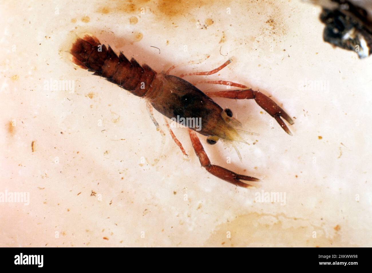 American lobster homarus americanus hi-res stock photography and images ...