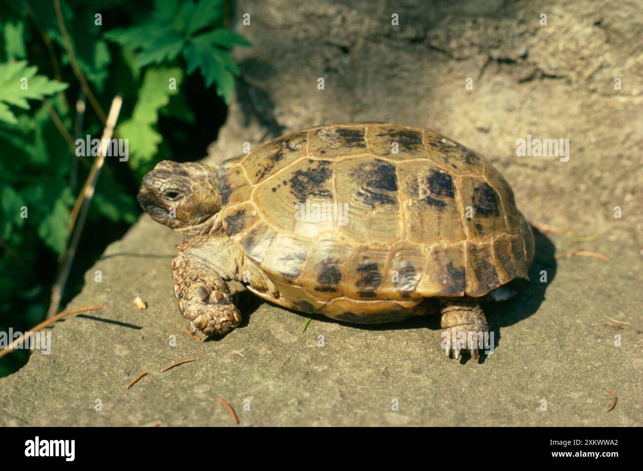 Horsefield tortoises hi-res stock photography and images - Alamy