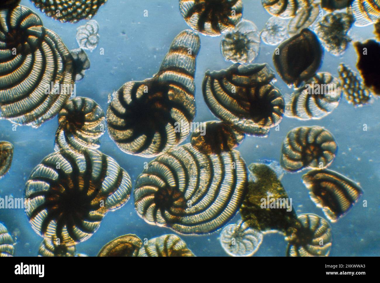 Protozoas hi-res stock photography and images - Alamy