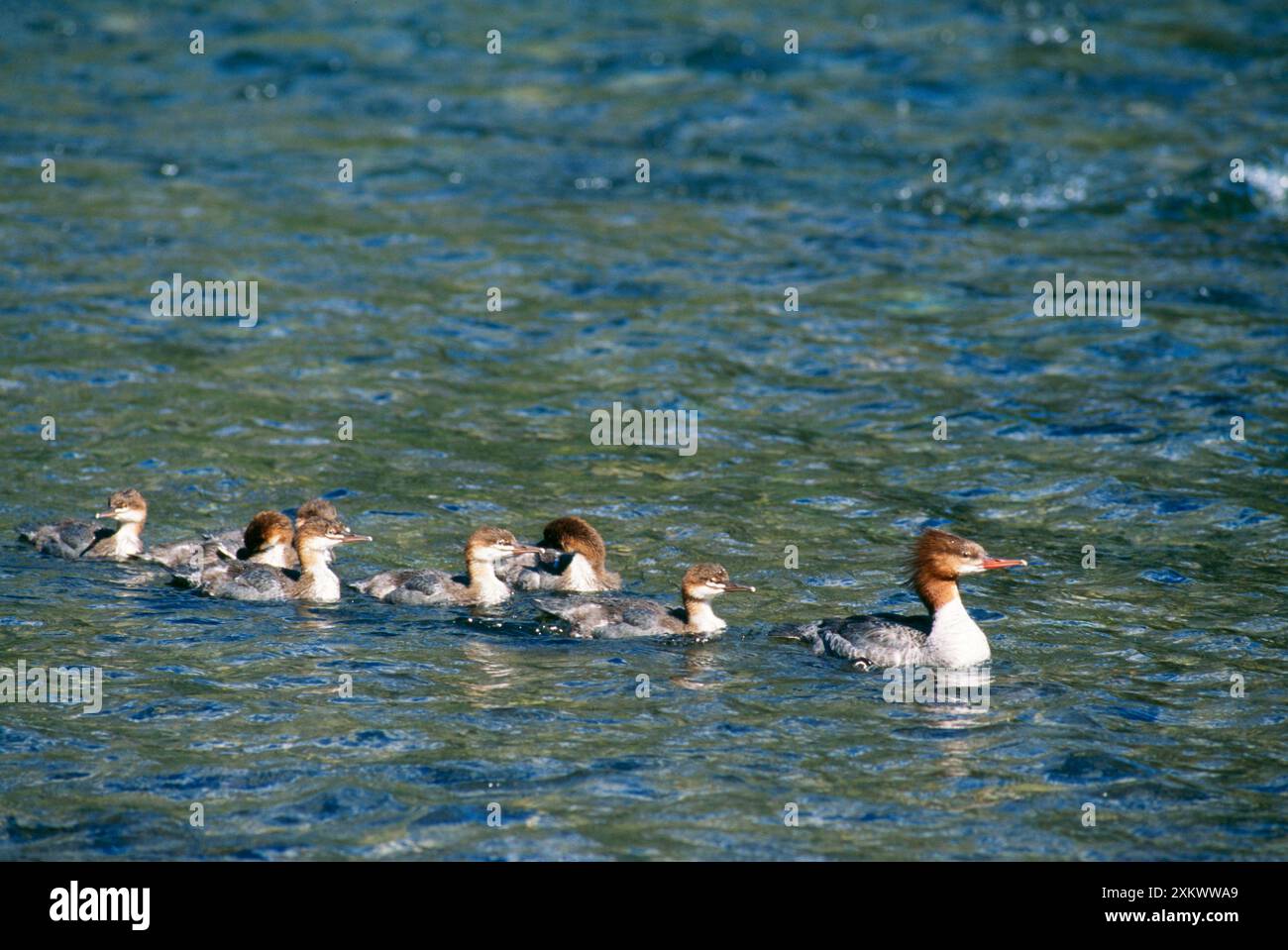 Family group with young animals hi-res stock photography and images - Alamy