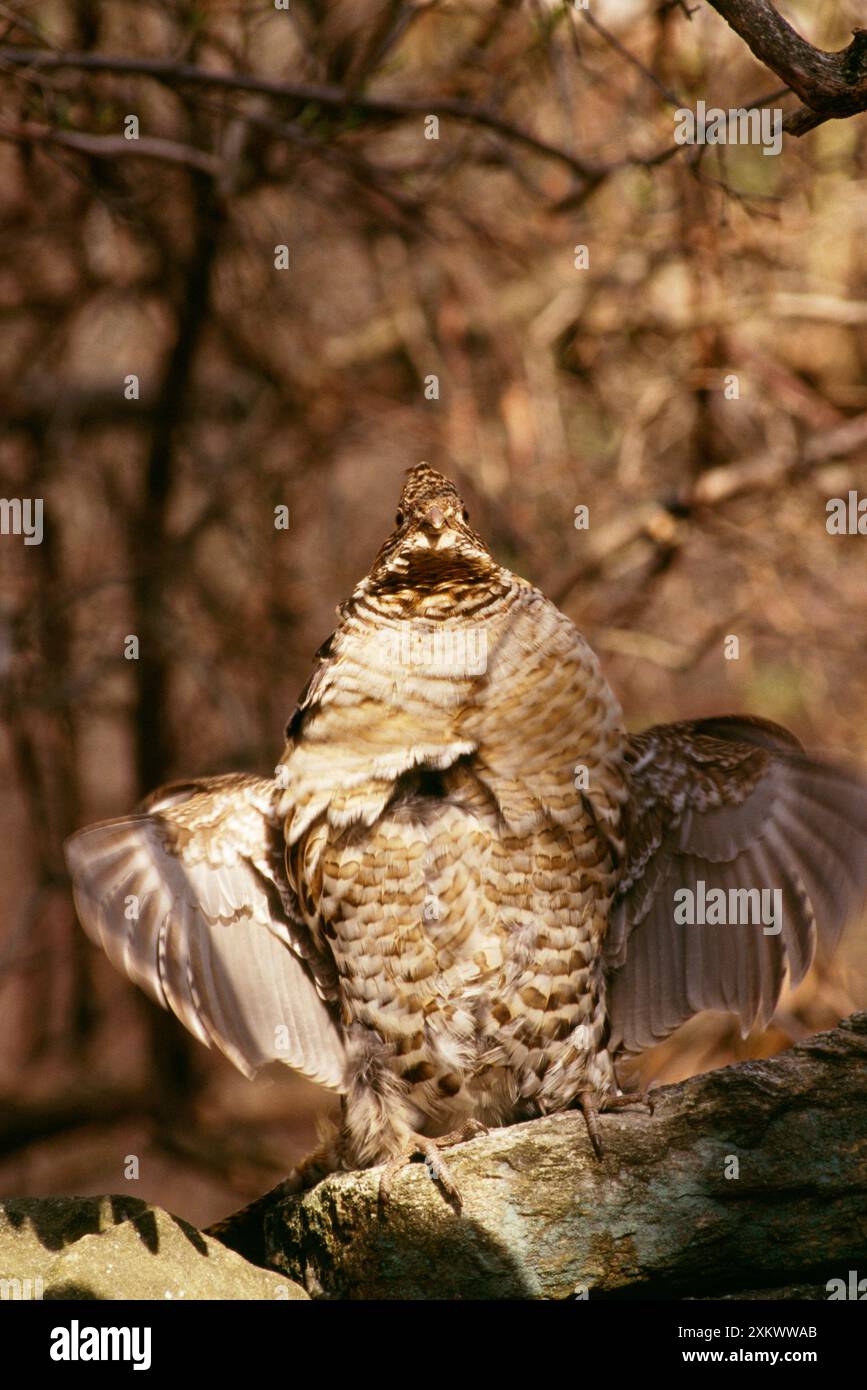 Male ruffed grouse drumming hi-res stock photography and images - Alamy