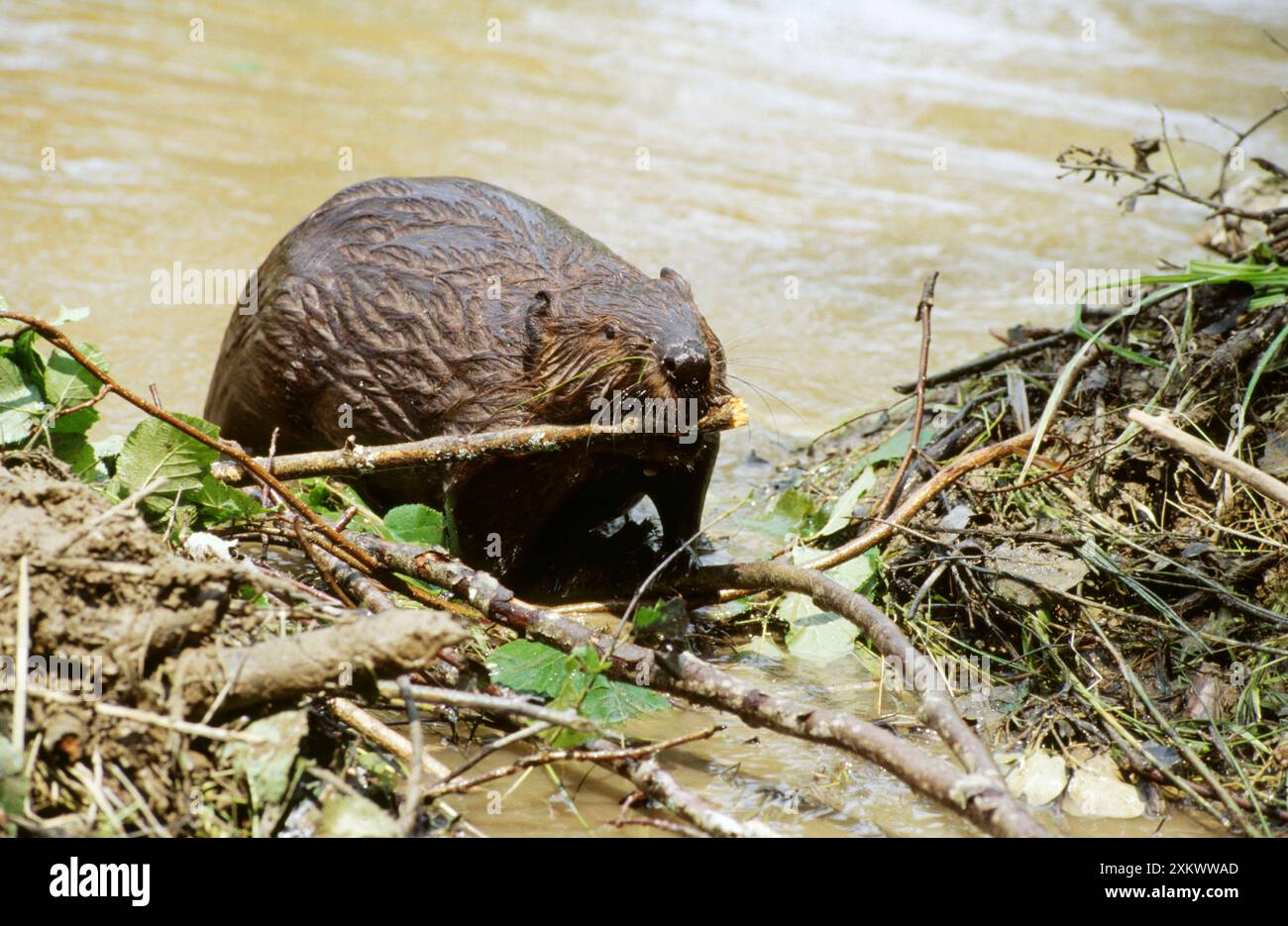 Beavers nest hi-res stock photography and images - Alamy