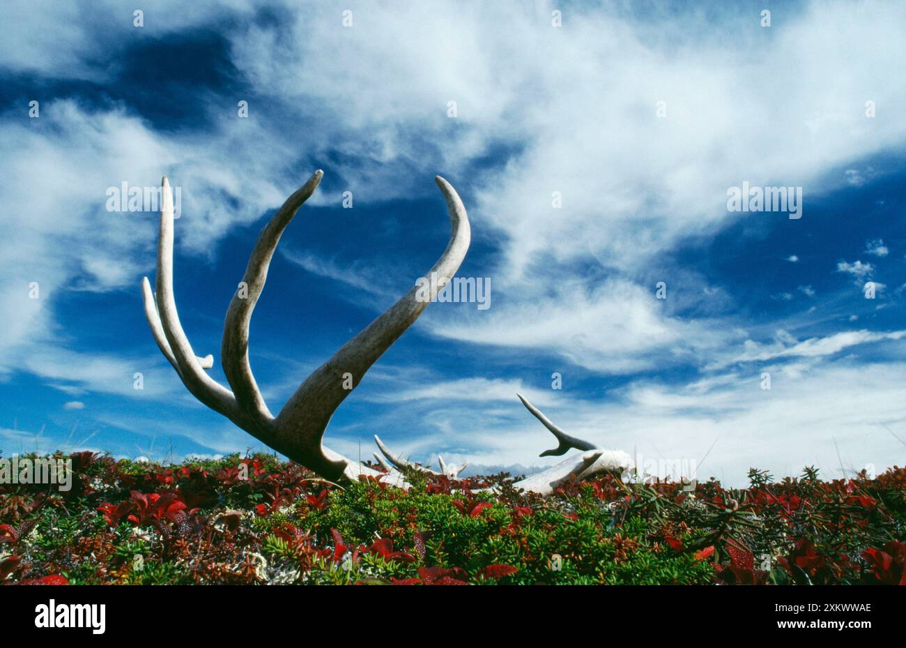 Odd antlers hi-res stock photography and images - Alamy