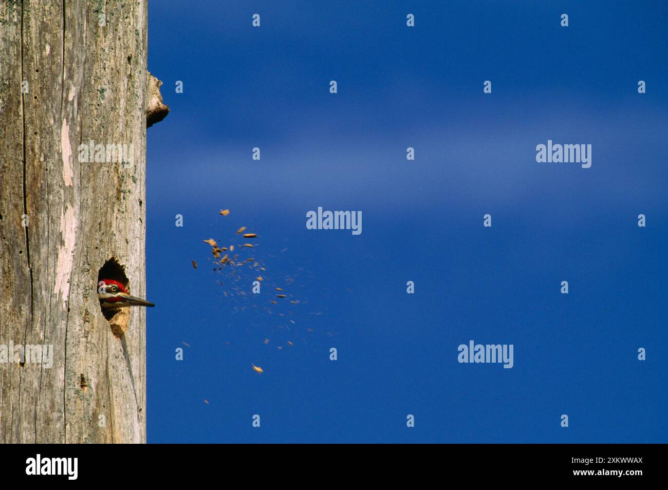 Pileated WOODPECKER - pecking at hole in tree Stock Photo - Alamy
