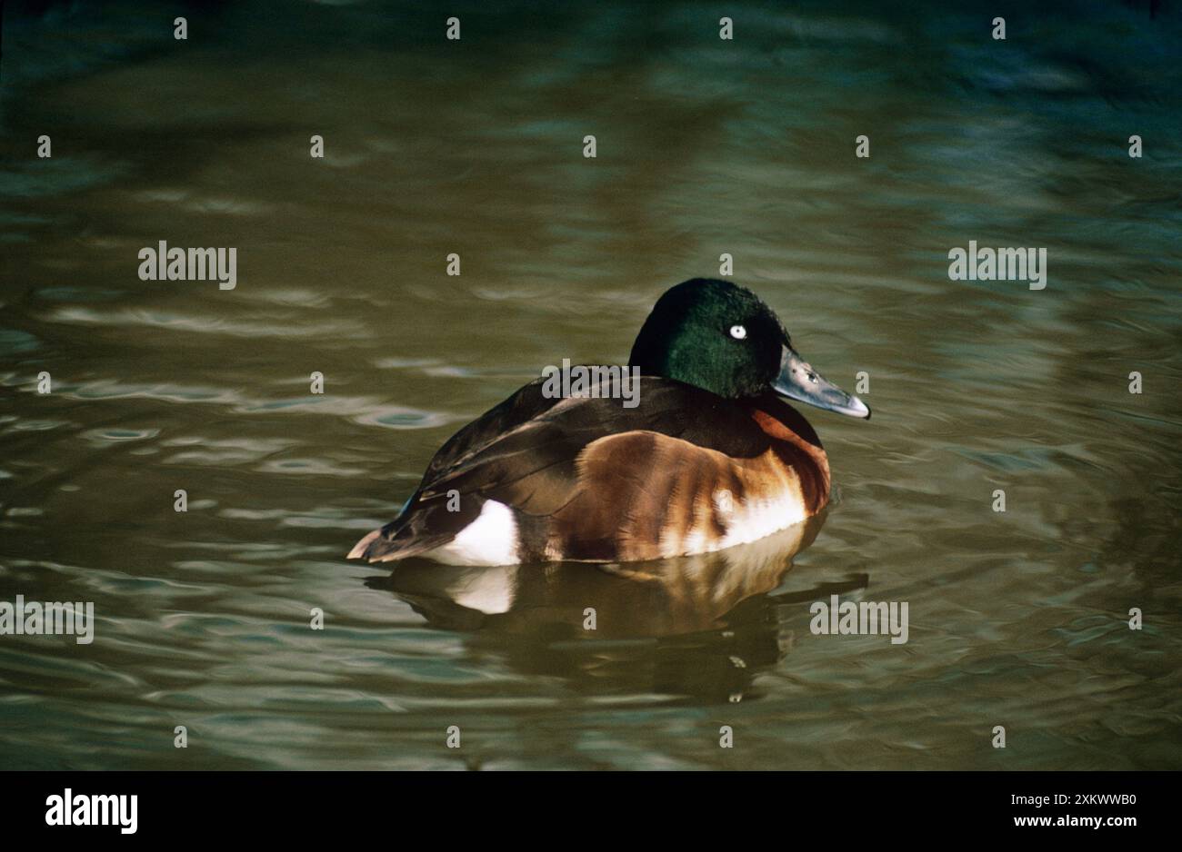 Baer's Pochard Duck Stock Photo - Alamy