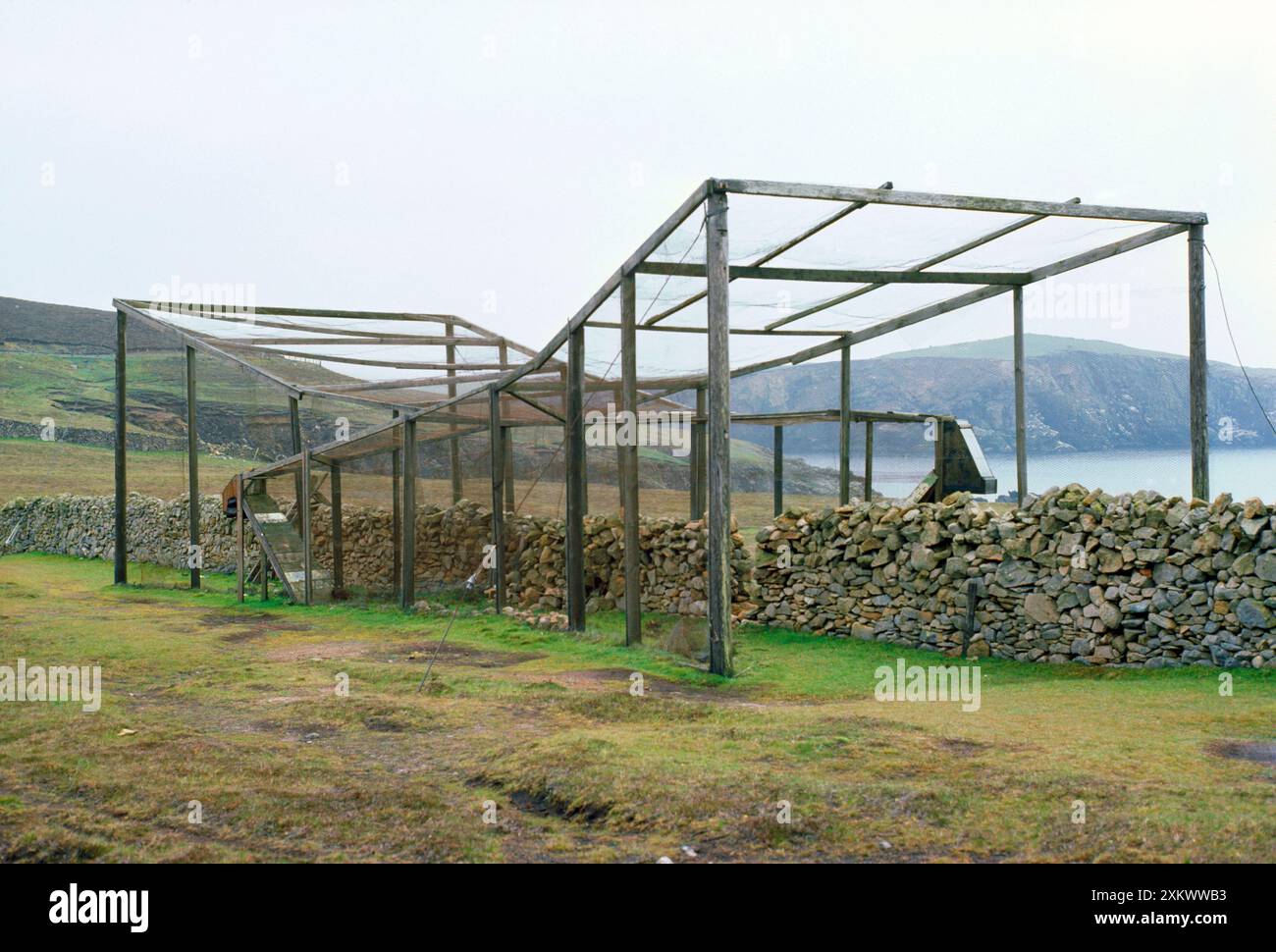 Bird Ringing - Heligoland trap - Fair Isle Stock Photo - Alamy