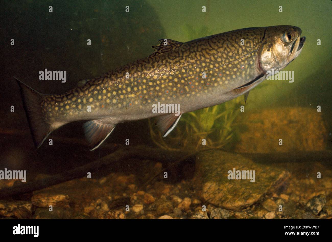 EASTERN BROOK TROUT - SWIMMING Stock Photo - Alamy