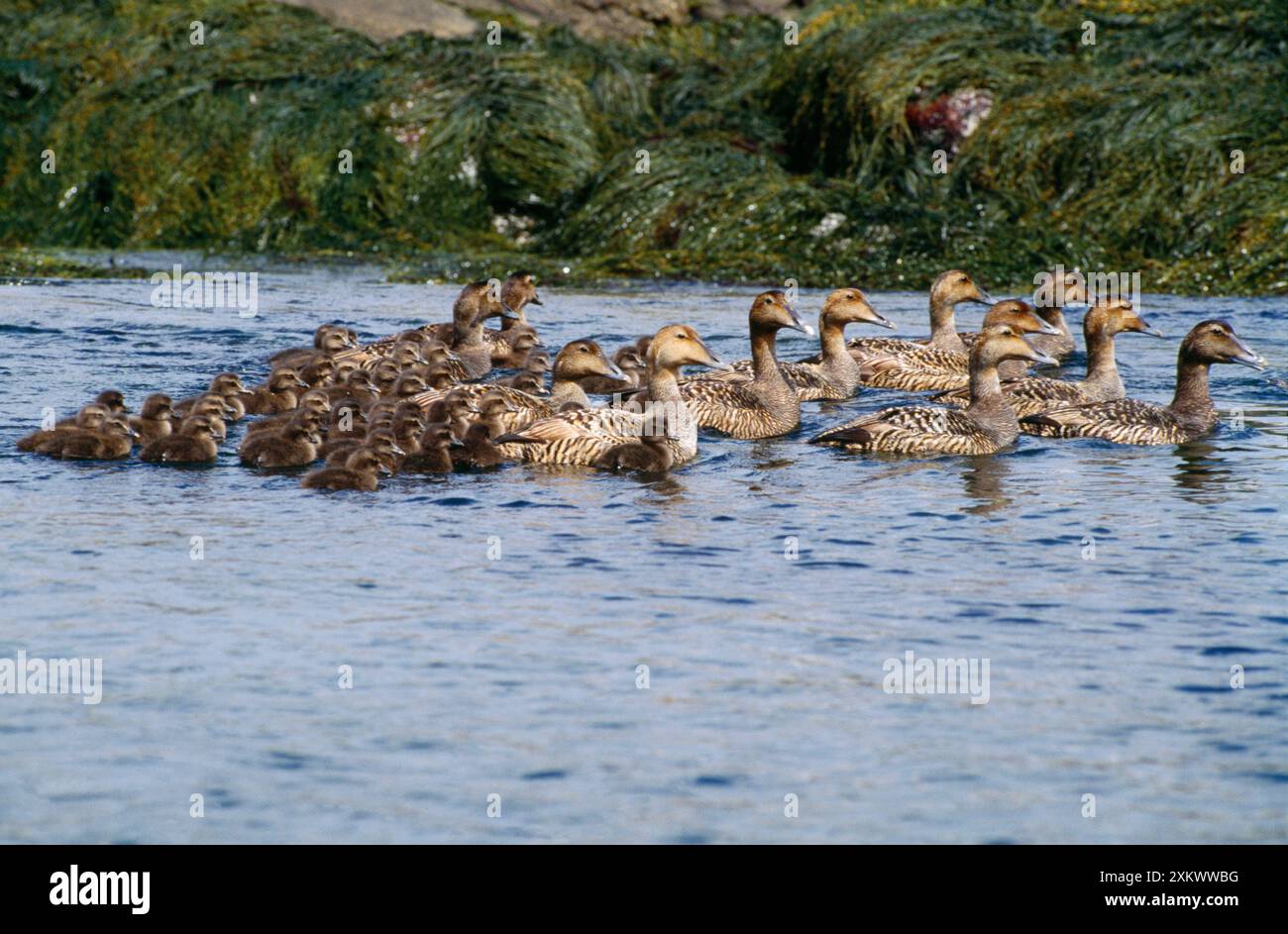 Adult adults animal animals hi-res stock photography and images - Alamy