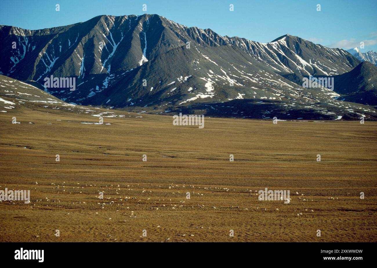 Barren Ground Caribou / Reindeer Stock Photo - Alamy