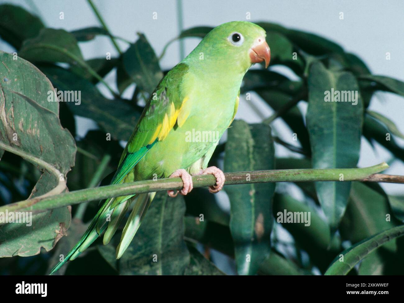 Winged animals hi-res stock photography and images - Alamy