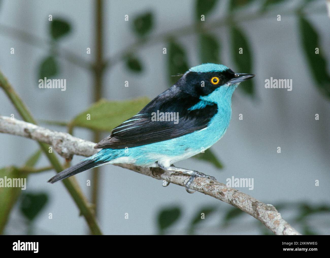 Black faced dacnis lineata hi-res stock photography and images - Alamy