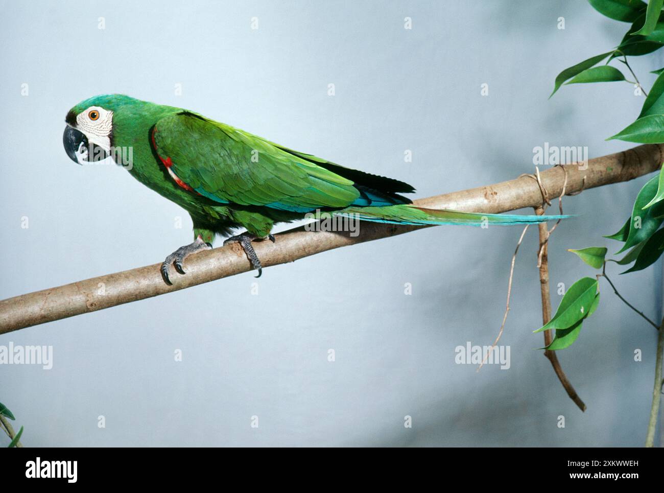 Chestnut fronted macaw south america hi-res stock photography and ...