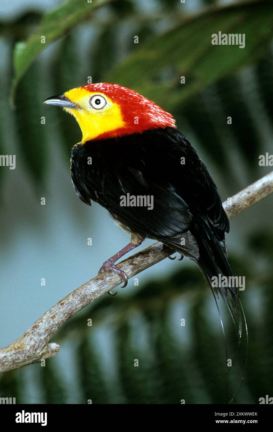 Wire tailed manakin hi-res stock photography and images - Alamy