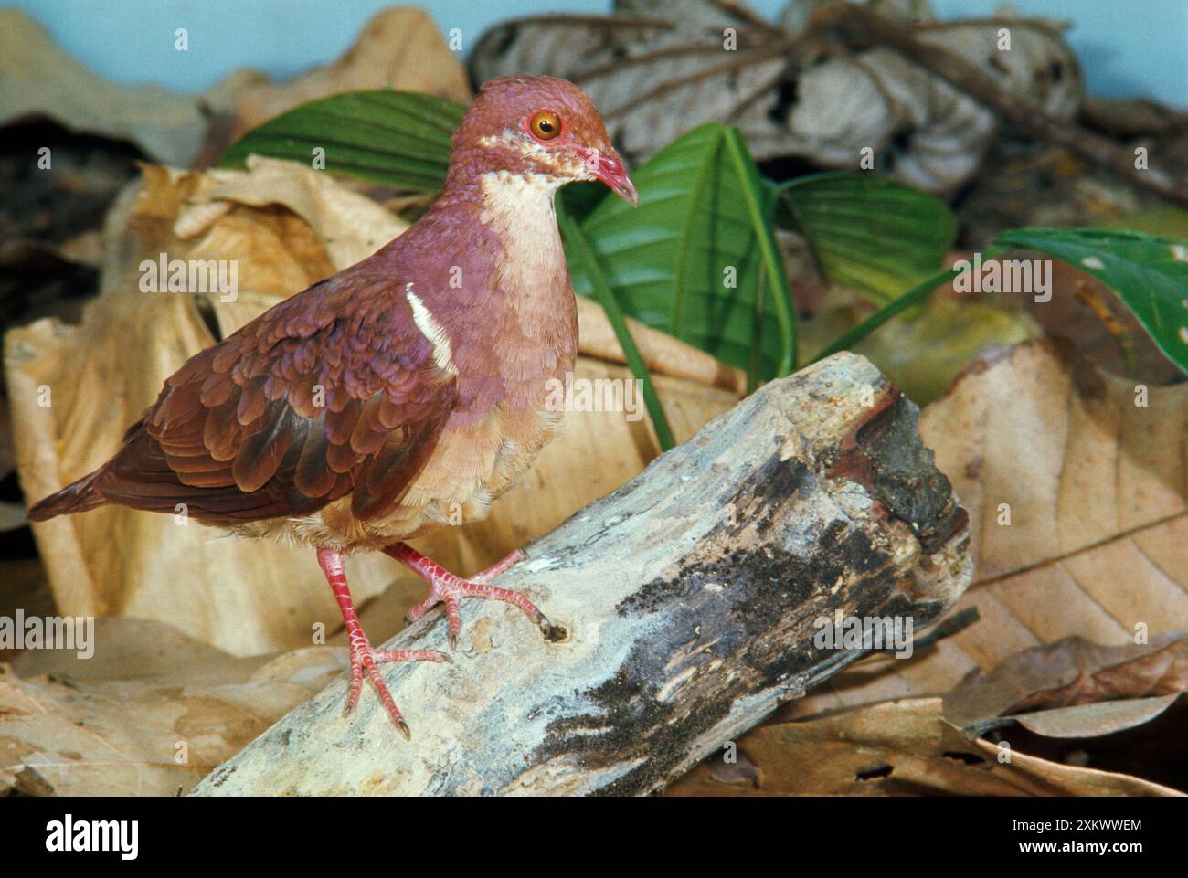 Ruddy doves hi-res stock photography and images - Alamy