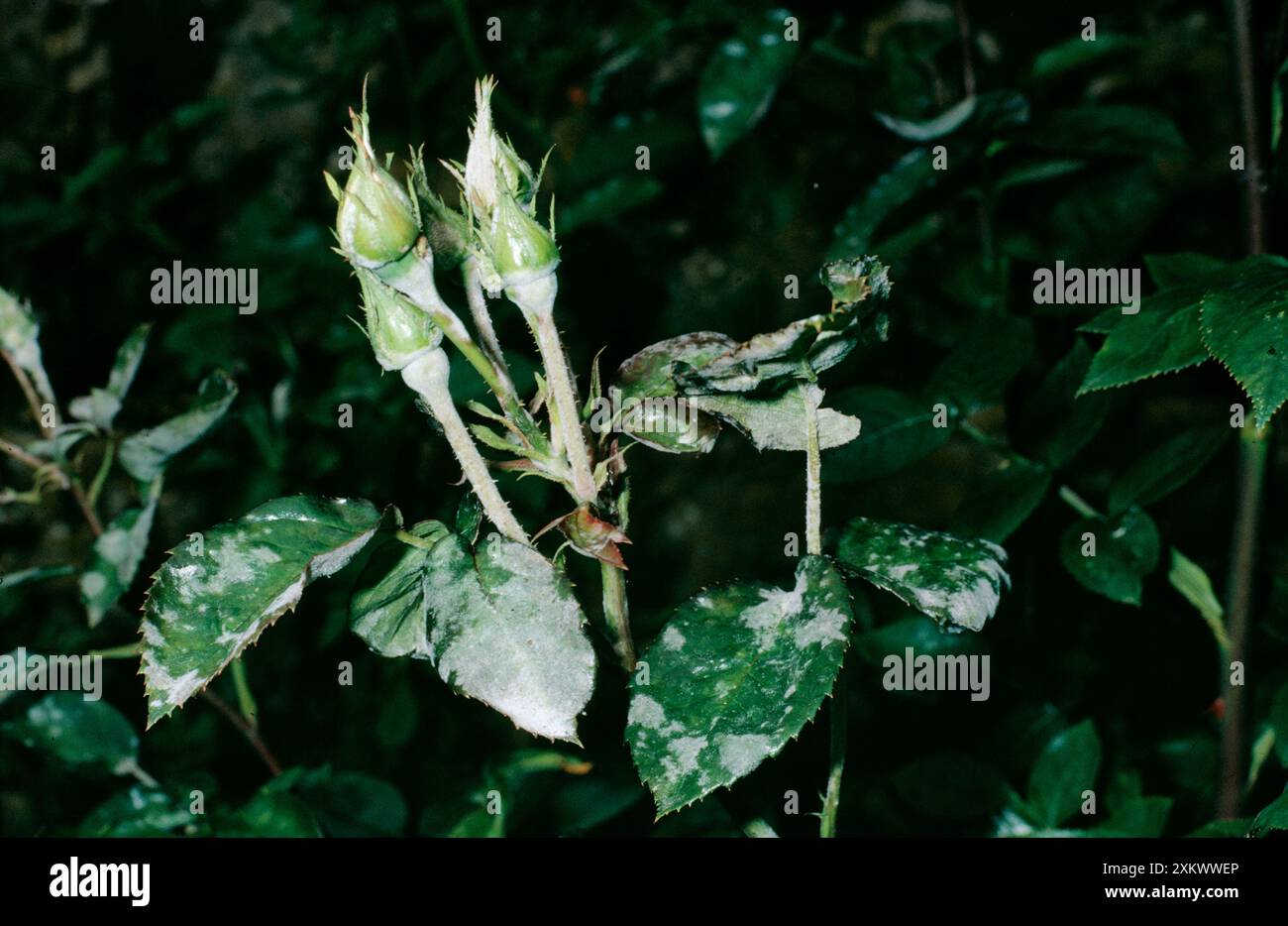 Disease animal hi-res stock photography and images - Alamy