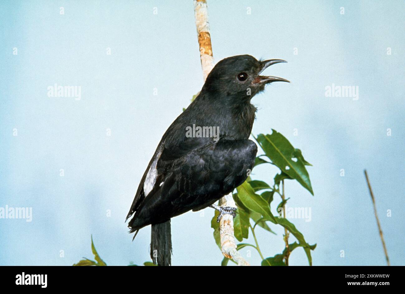 Puffbirds hi-res stock photography and images - Alamy