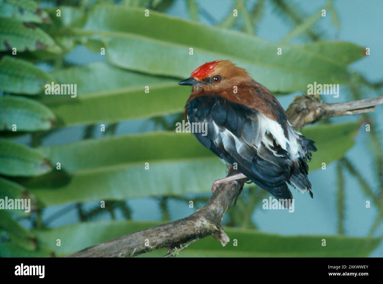 Club winged manakin bird hi-res stock photography and images - Alamy