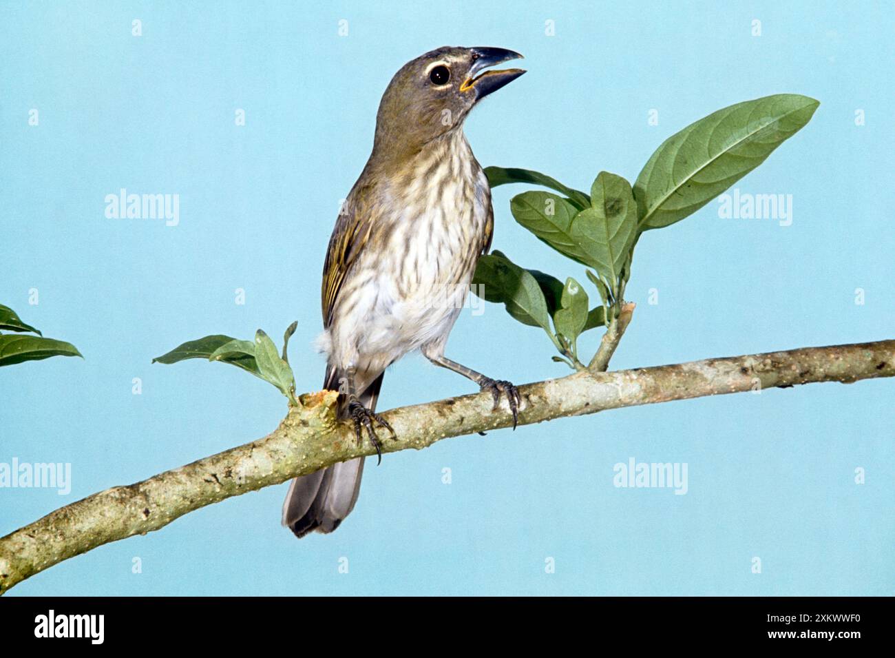 Saltator striatipectus hi-res stock photography and images - Alamy