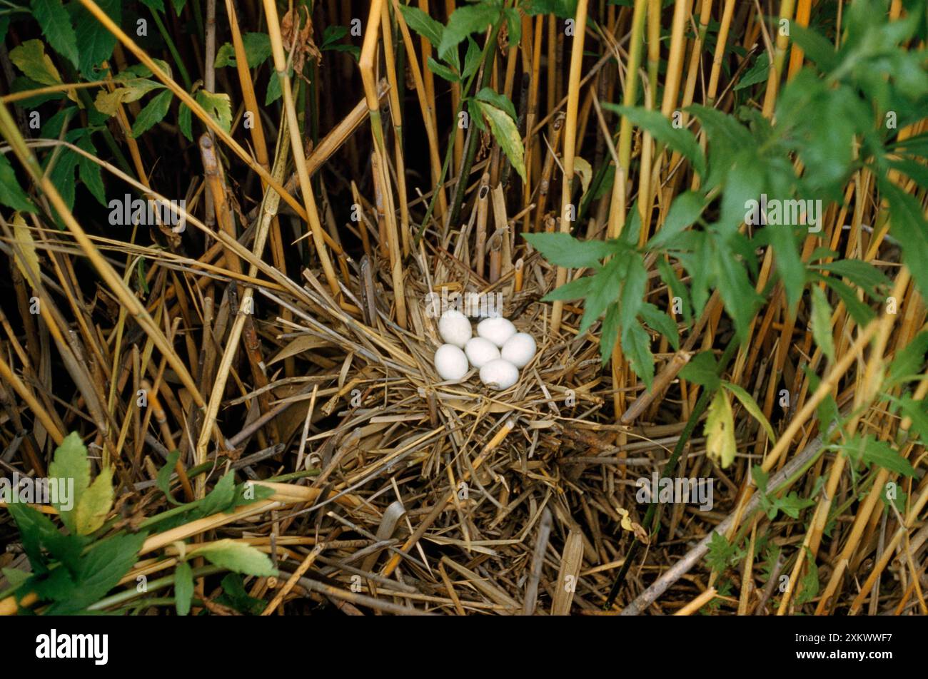 Little Bittern - nest with eggs Stock Photo - Alamy