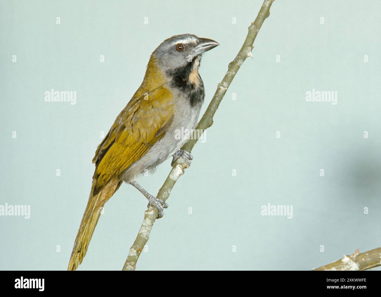South american saltator hi-res stock photography and images - Alamy