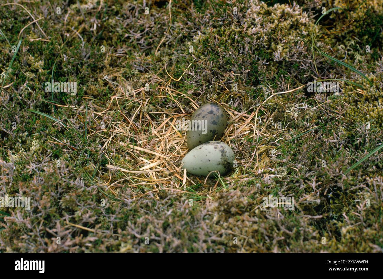 Arctic SKUA / Parasitic Jaeger - nest with eggs Stock Photo - Alamy
