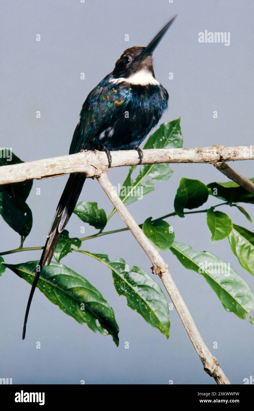 Paradise jacamar hi-res stock photography and images - Alamy