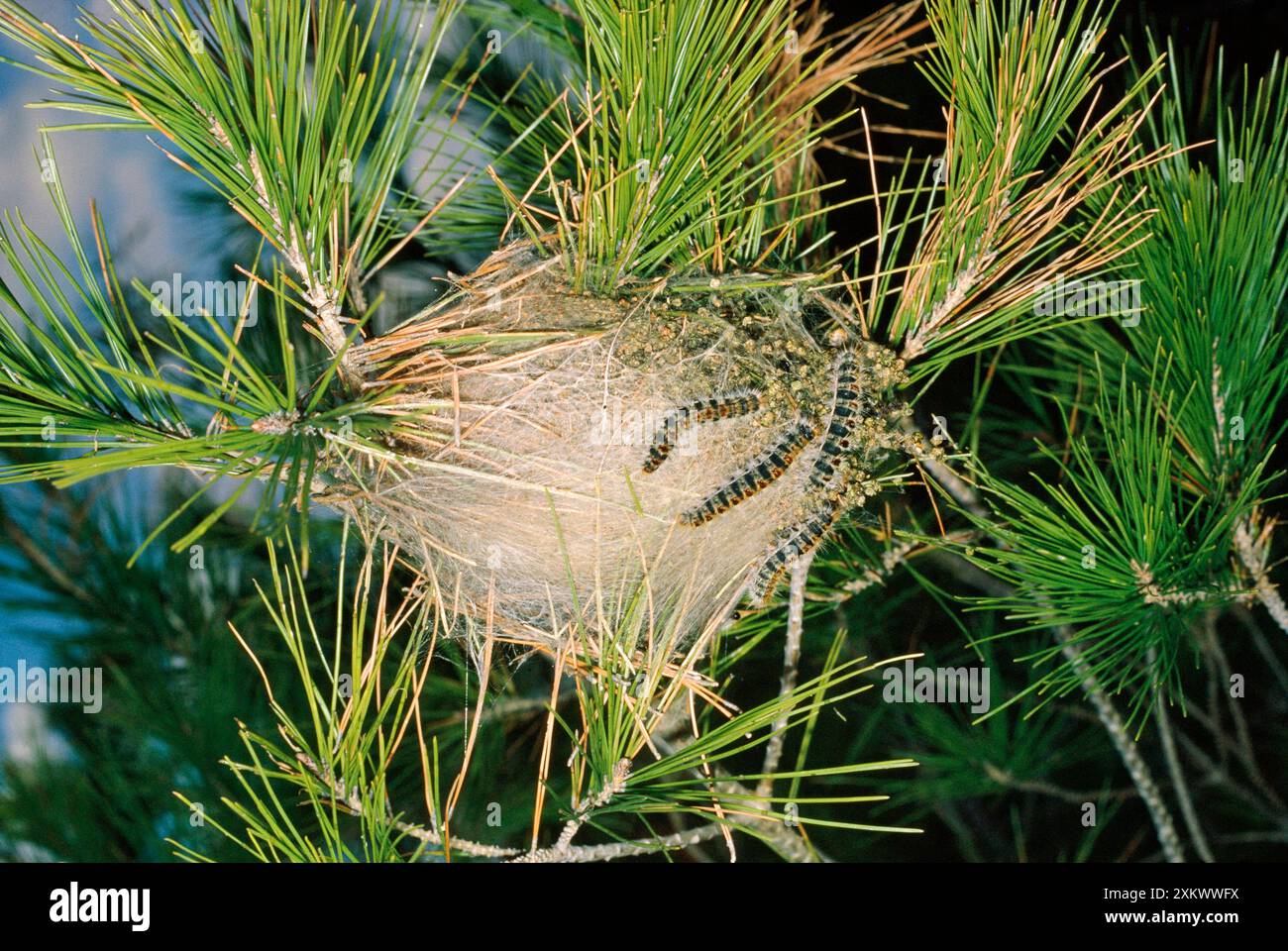 Pine processionary caterpillar nests hi-res stock photography and ...