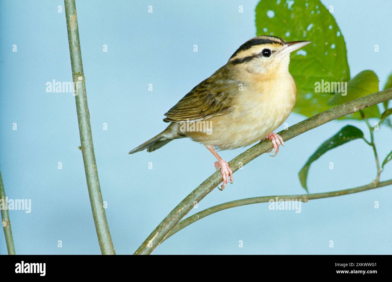 Worm eating warblers hi-res stock photography and images - Alamy