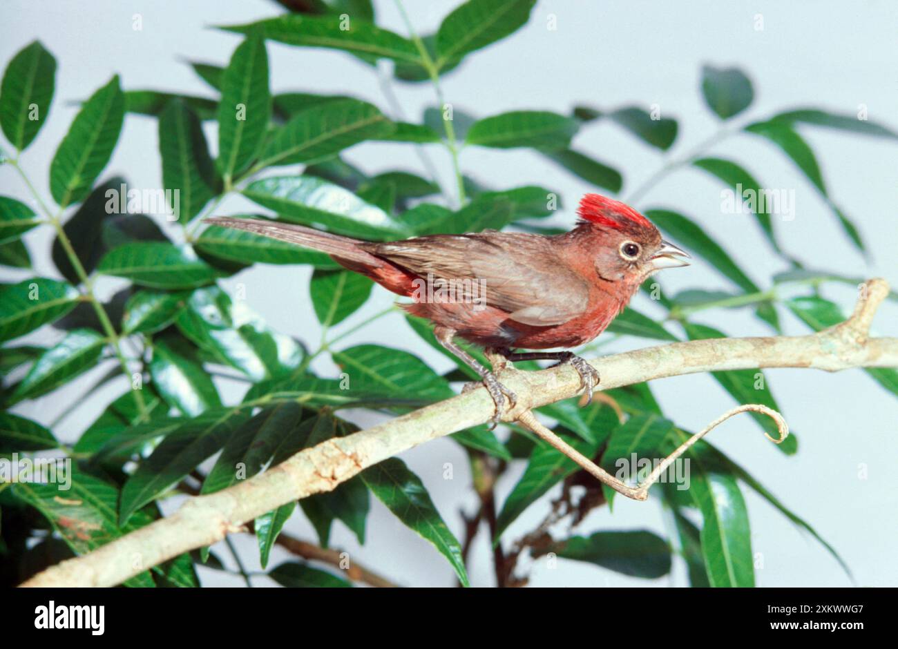 Red finch hi-res stock photography and images - Alamy