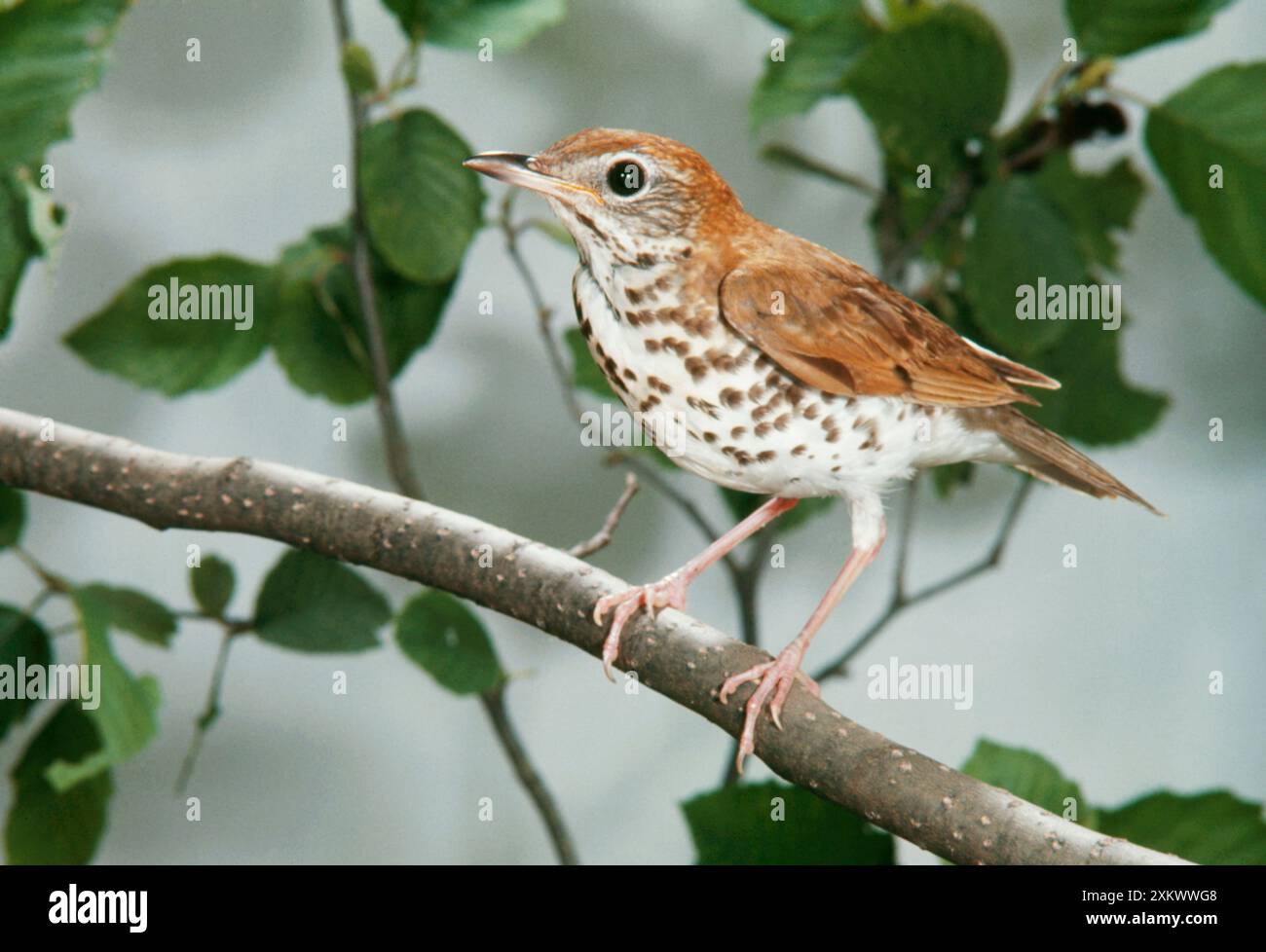 Wood thrush hylocichla mustelina hi-res stock photography and images ...