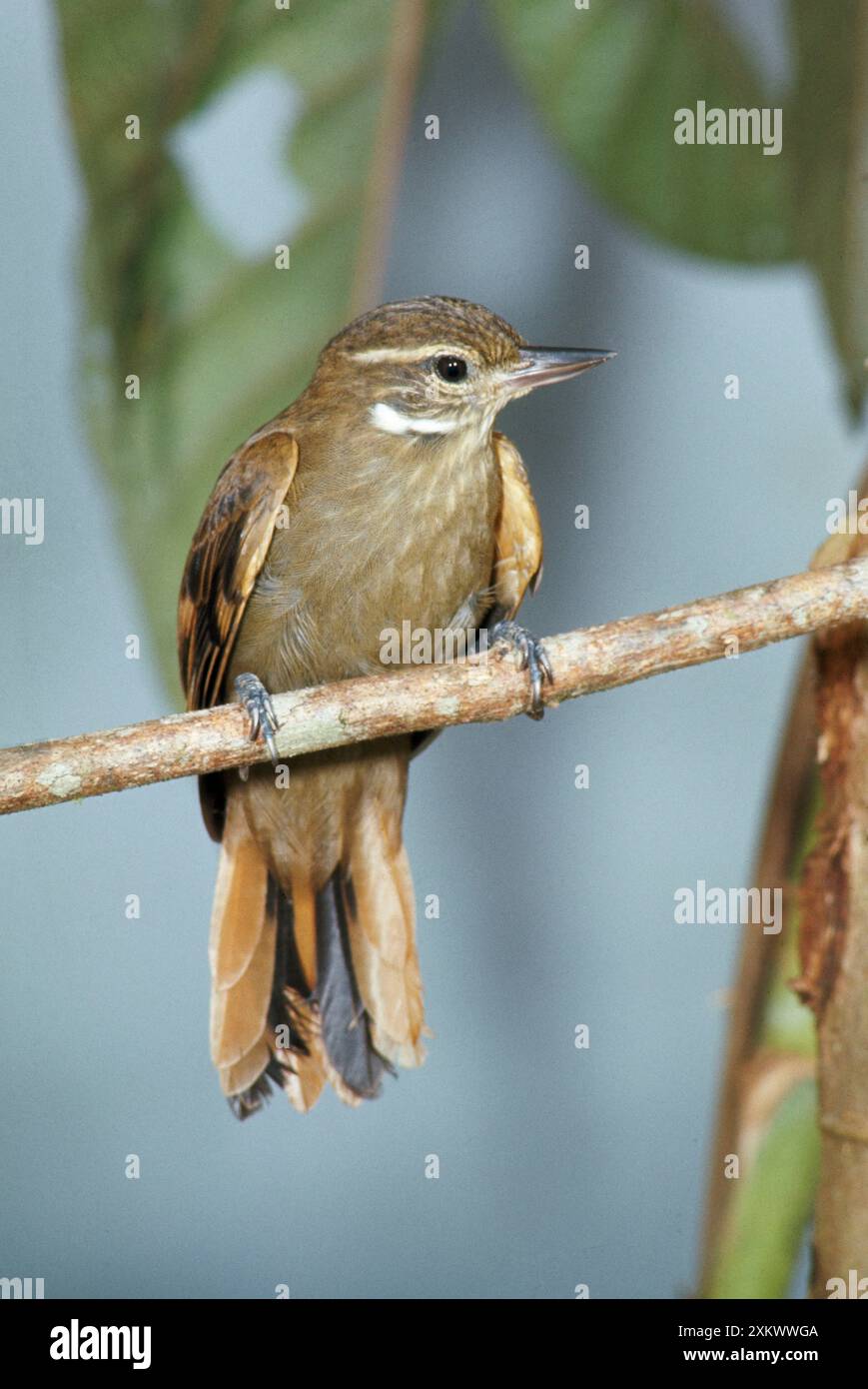 Plain xenops hi-res stock photography and images - Alamy