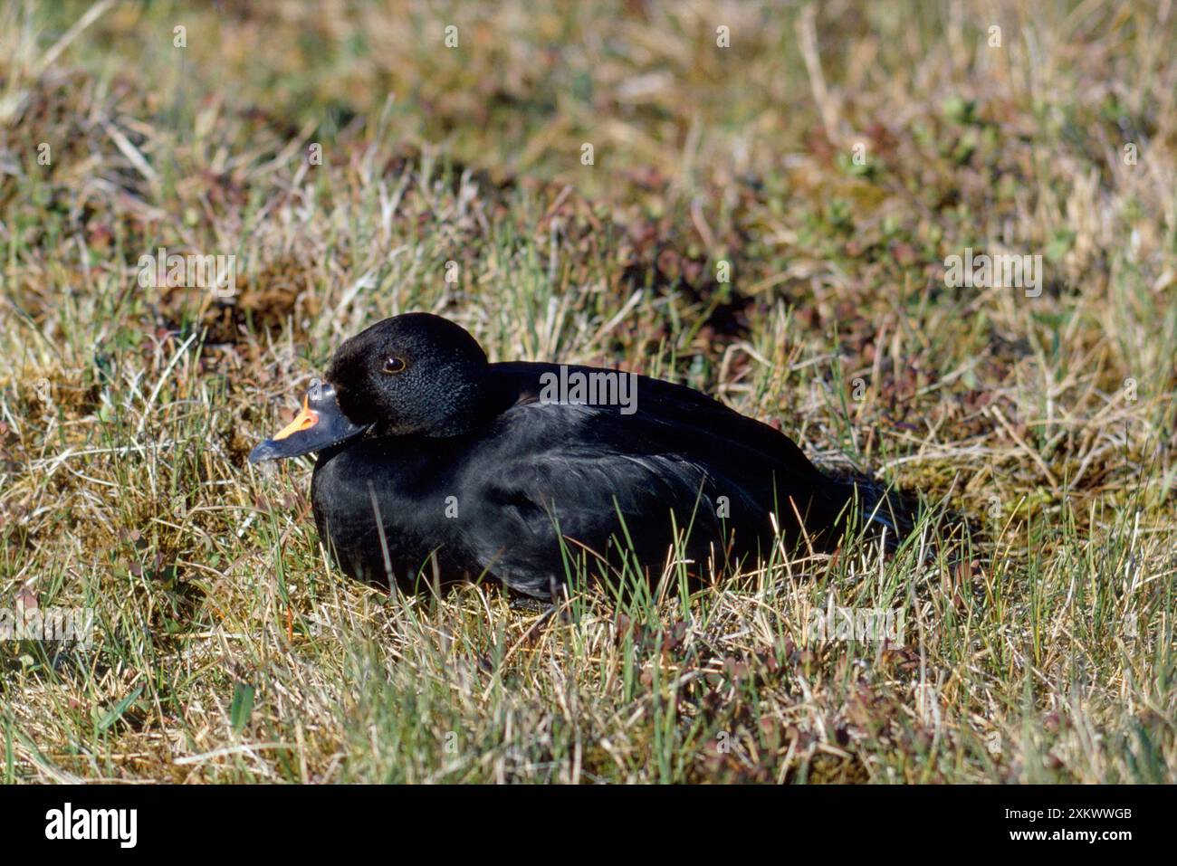 COMMON SCOTER DUCK - on grass Stock Photo - Alamy