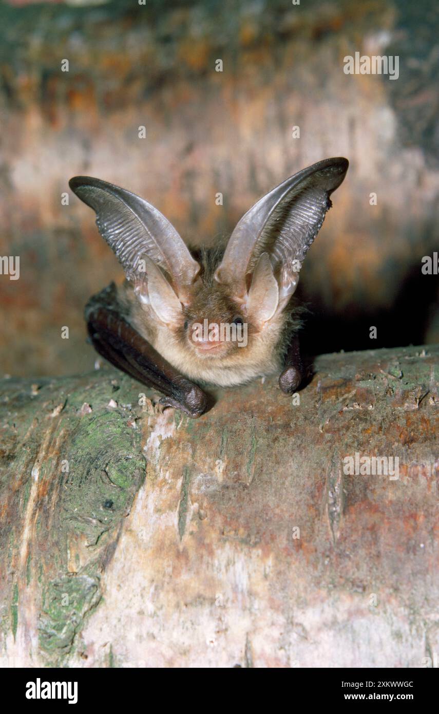 Brown / Common Long-eared / Long-eared BAT Stock Photo - Alamy