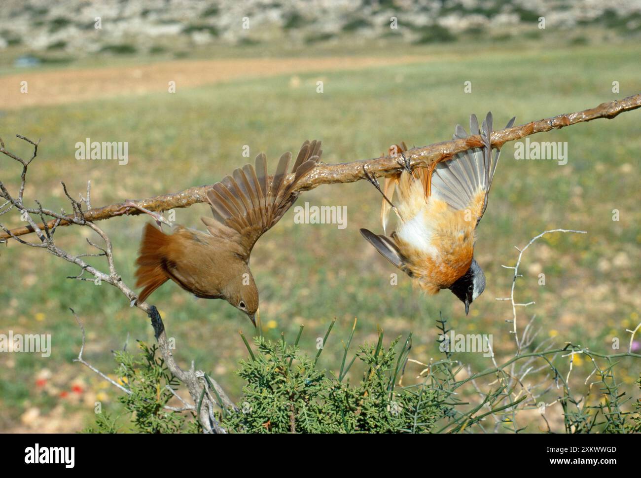 Two animals and stick not dog hi-res stock photography and images - Alamy