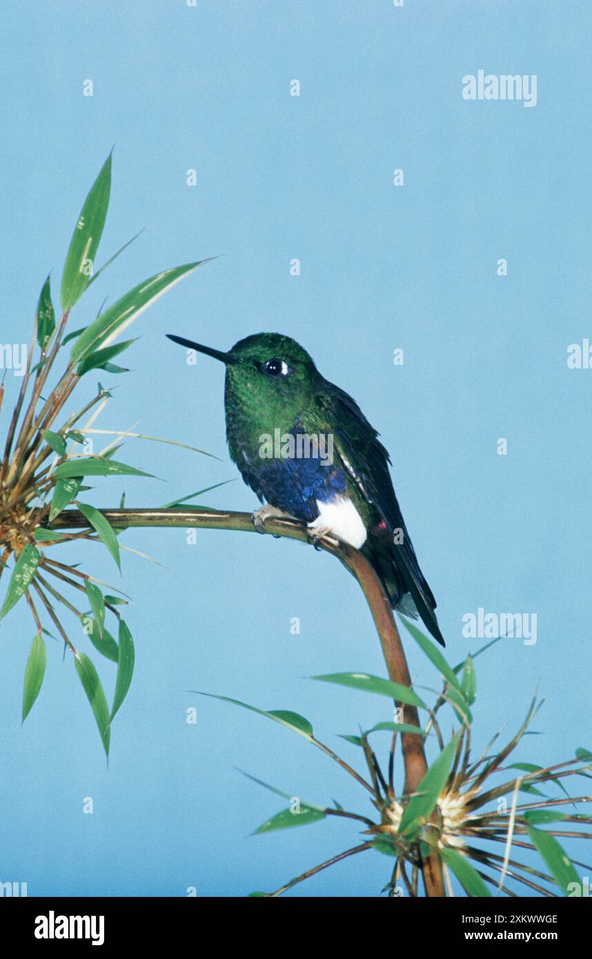 COLORFUL PUFFLEG BIRD Stock Photo - Alamy