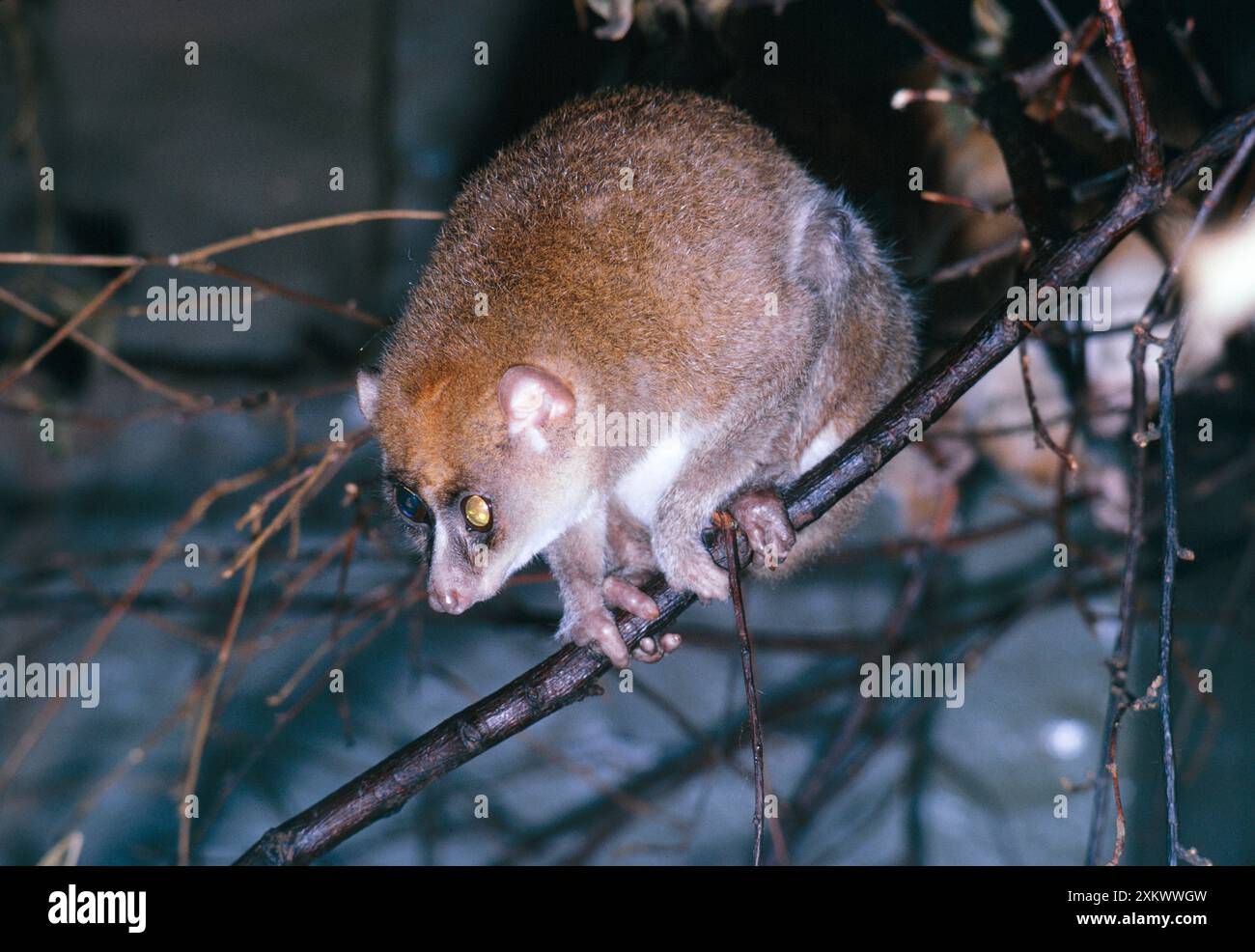 Equatorial guinea wildlife hi-res stock photography and images - Alamy