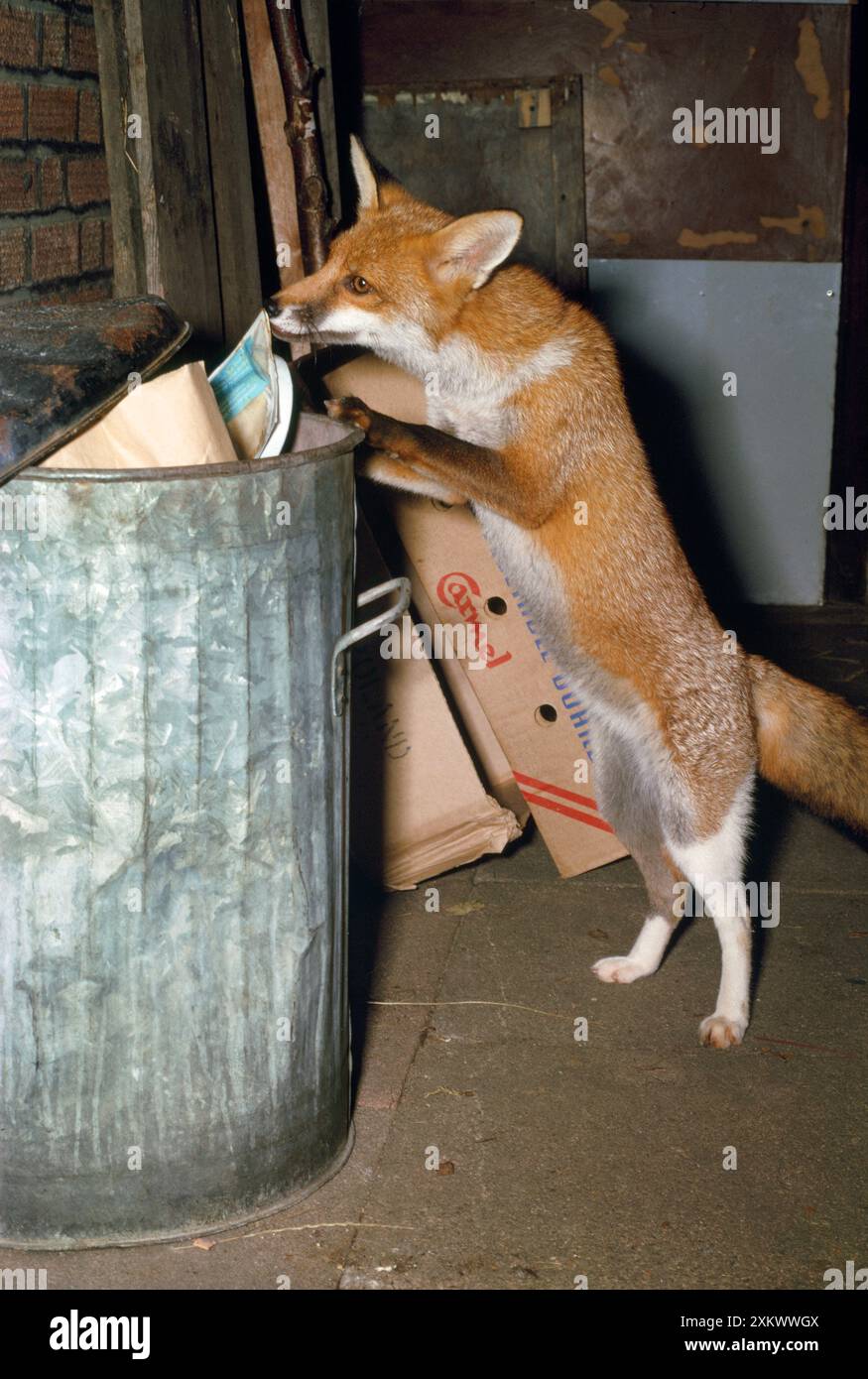 Fox - scavenging at dustbin (Vulpes vulpes Stock Photo - Alamy