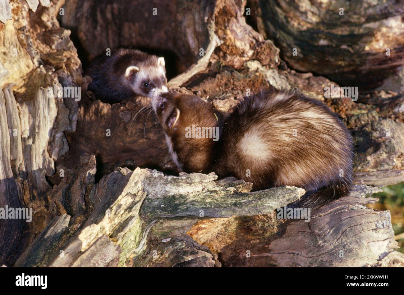Polecats nest hi-res stock photography and images - Alamy