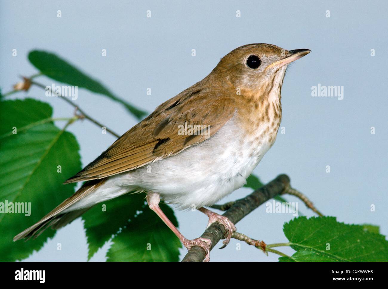 Grey thrushes hi-res stock photography and images - Alamy