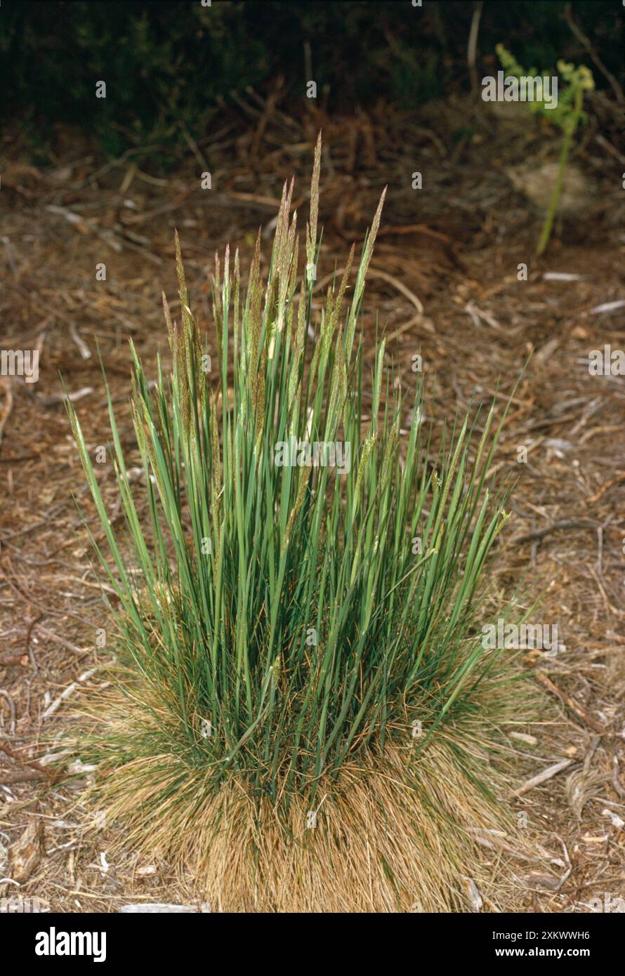 Wildlife purple hi-res stock photography and images - Alamy