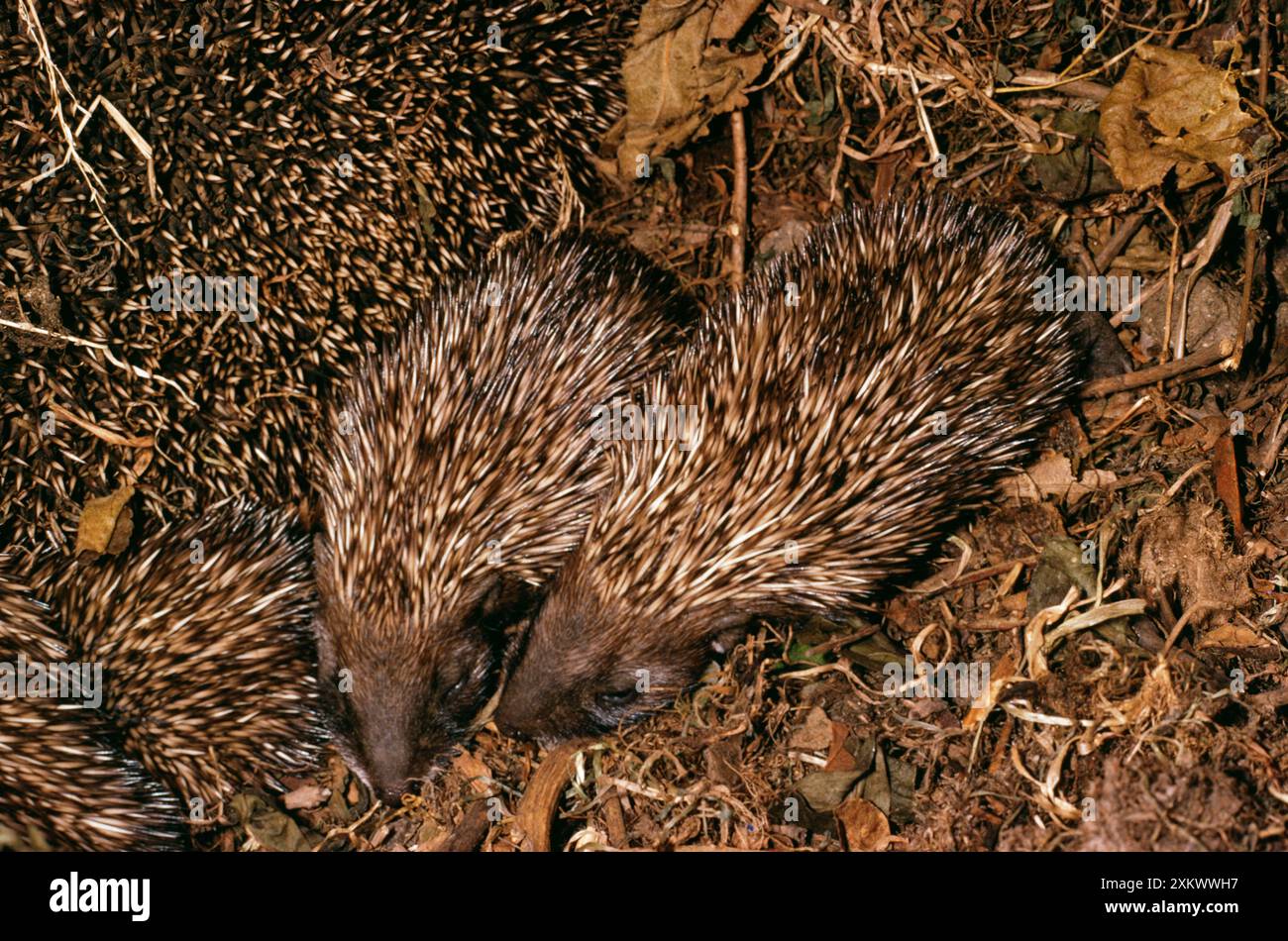 European hedgehog family hi-res stock photography and images - Alamy