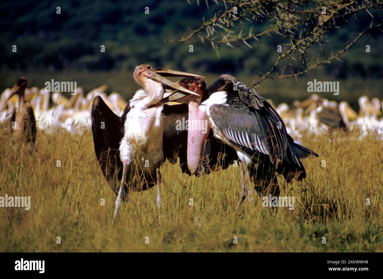 Animals fighting animals hi-res stock photography and images - Alamy